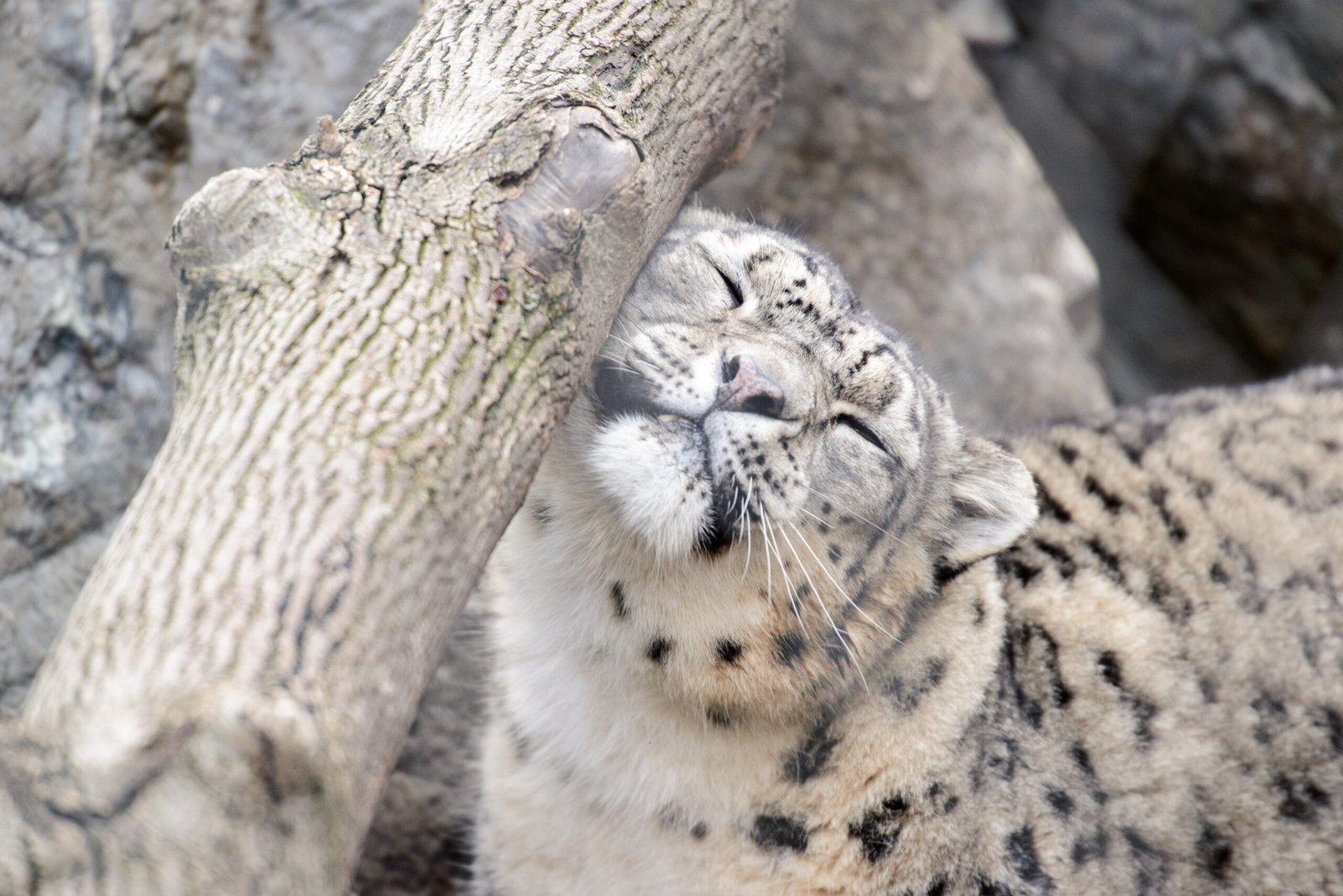 Snieginis tigras (irisa / leopardo tigras): gyvenimas kalnuose ir ...
