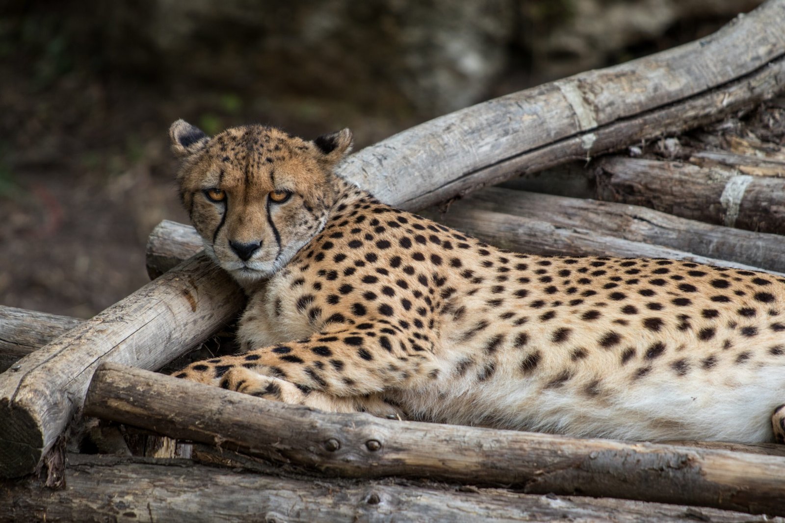 Leopardas ir gepardas: pagrindiniai skirtumai išvaizdoje, elgsenoje ir ...