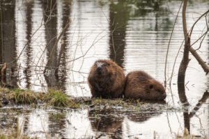 Bebras – gyvūnas: kas jis ir kaip atrodo - Gyvūnų pasaulis