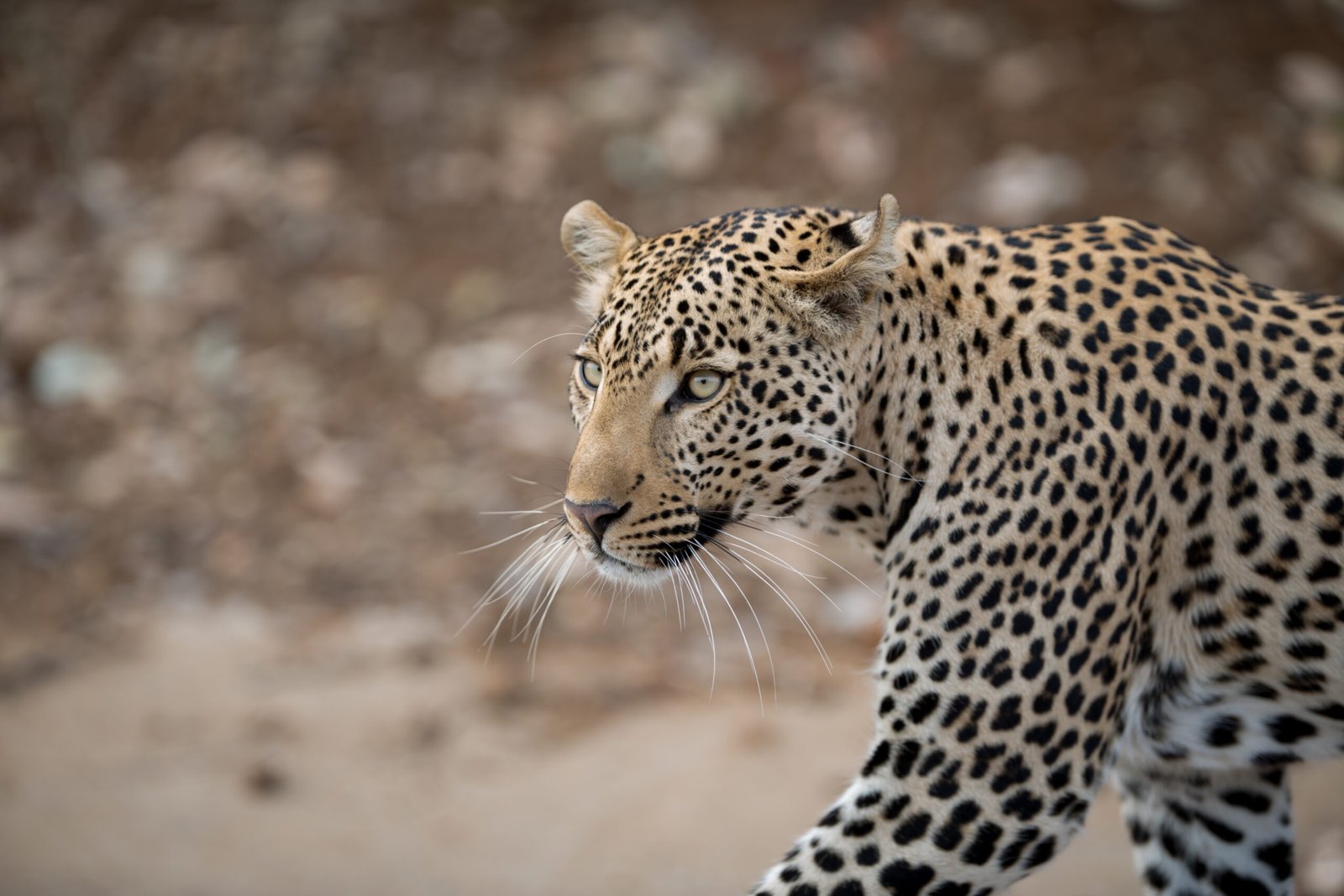 Juodasis ir baltasis leopardas: retų spalvinių formų paslaptys - Gyvūnų ...
