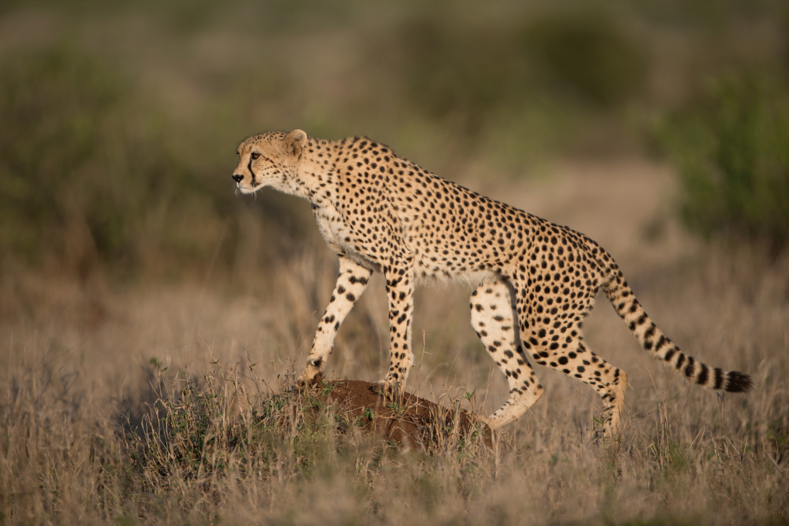 Leopardas ir gepardas: pagrindiniai skirtumai išvaizdoje, elgsenoje ir ...
