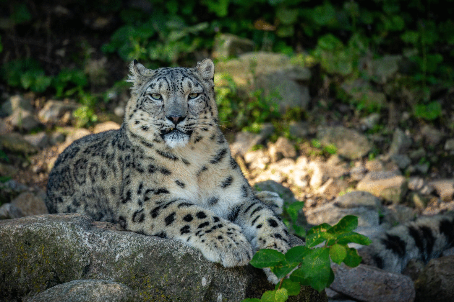 Leopardas ir gepardas: pagrindiniai skirtumai išvaizdoje, elgsenoje ir ...