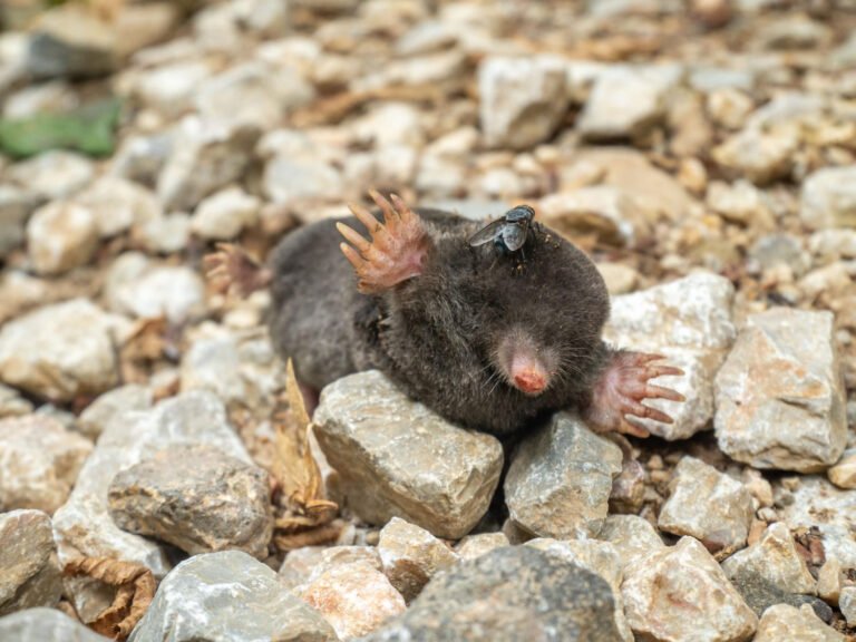 Kiek metų gyvena kurmis? - Gyvūnų pasaulis