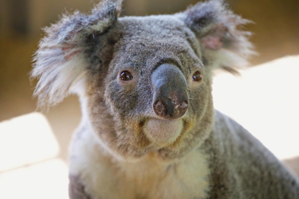 Kaip atrodo koala: išvaizda ir pagrindiniai bruožai - Gyvūnų pasaulis