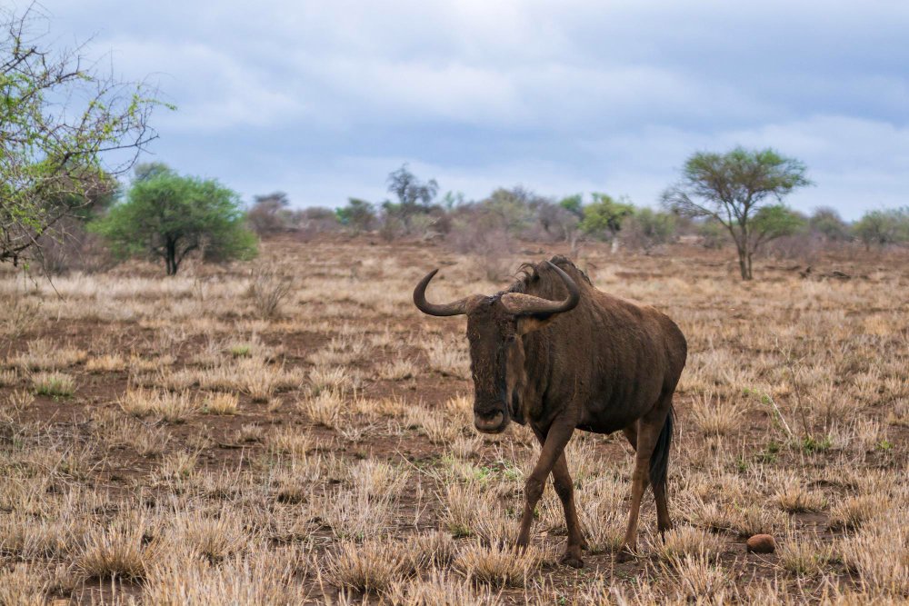 Gnu antilopė: išvaizda, migracijos ir gyvenimas Afrikos savanose ...
